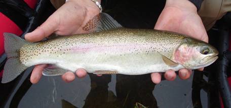 EXTRACTO DEL MANUAL DE LA TRUCHA Y SU PESCA EN MEXICO