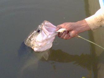 Donde Pescar :: Un Lobinón Pescado y Liberado en Tejupilco, Edo Mex