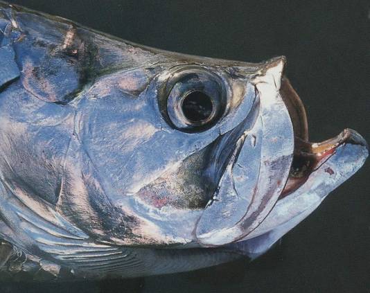 Donde Pescar :: 100 Tips para la Pesca del Sabalo Ficha Técnica de la ...